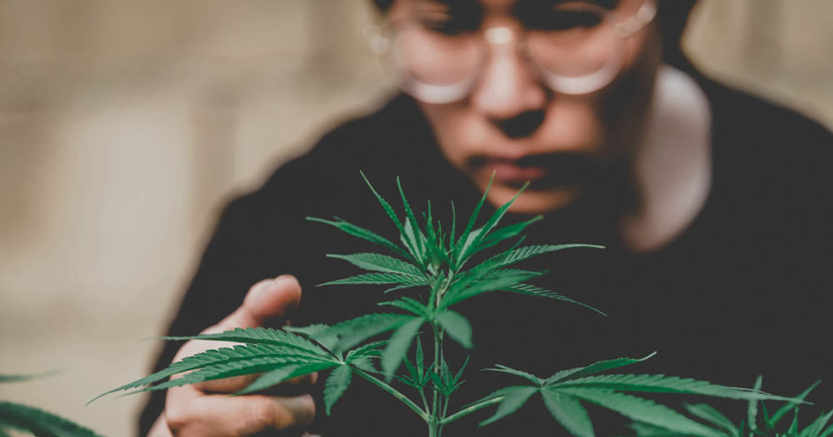 By the Numbers: 2025 Cannabis Harvest Report - Leaf Nation