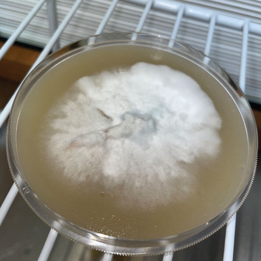 Bearing Sacred Fruits - Leaf Nation