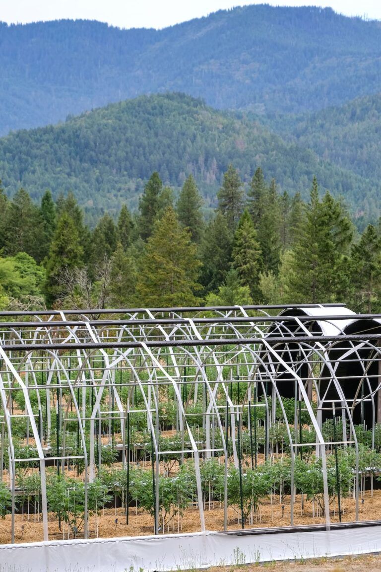 Erik Leib is a Steward of the Plant at Ananda Farms - Leaf Nation