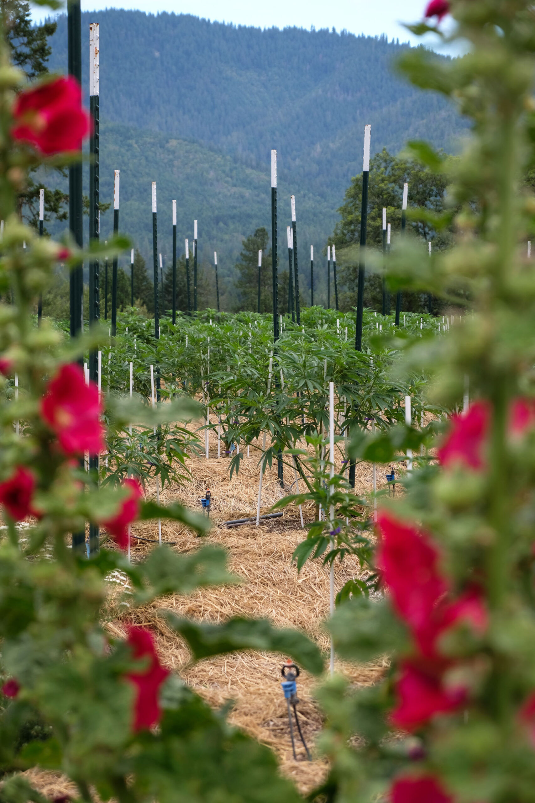 Erik Leib of Ananda Farms - Leaf Nation