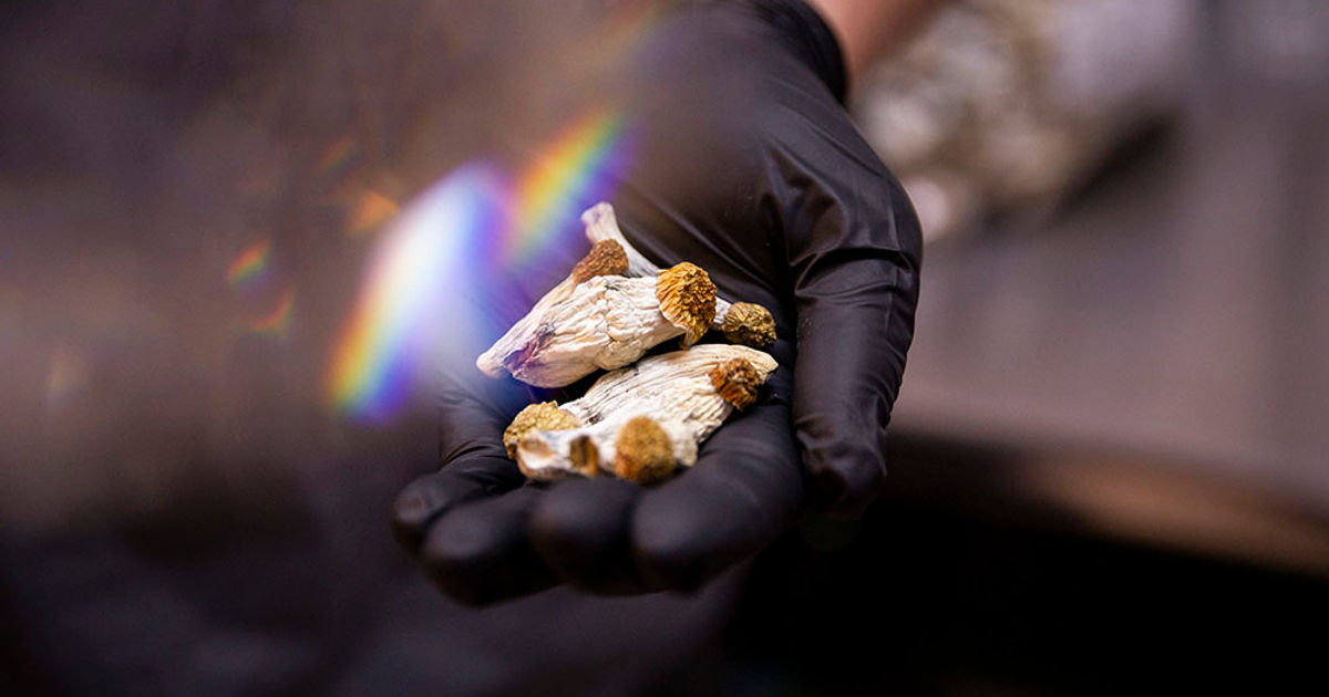 Under The Microscope: Psilocybin Mushroom Testing at Rose City Labs ...