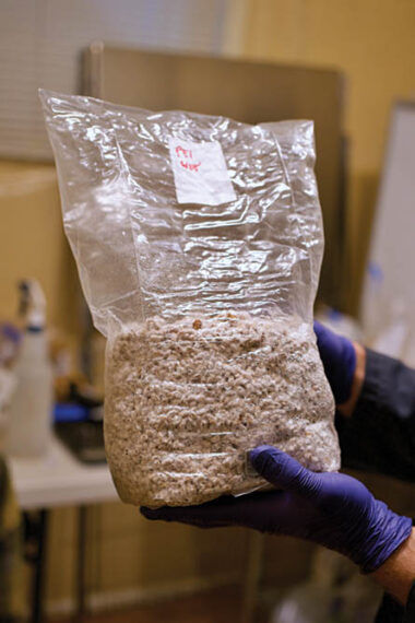 The Spore Drop - Leaf Nation