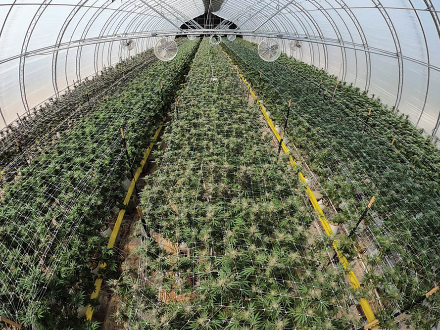 Grow Tour: Green Queen Farms - Leaf Nation