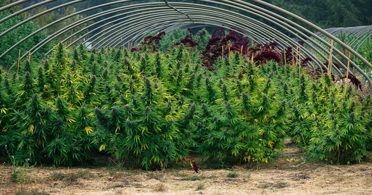 California Leaf Harvest Special: Mattole Valley Sungrown - Leaf Nation