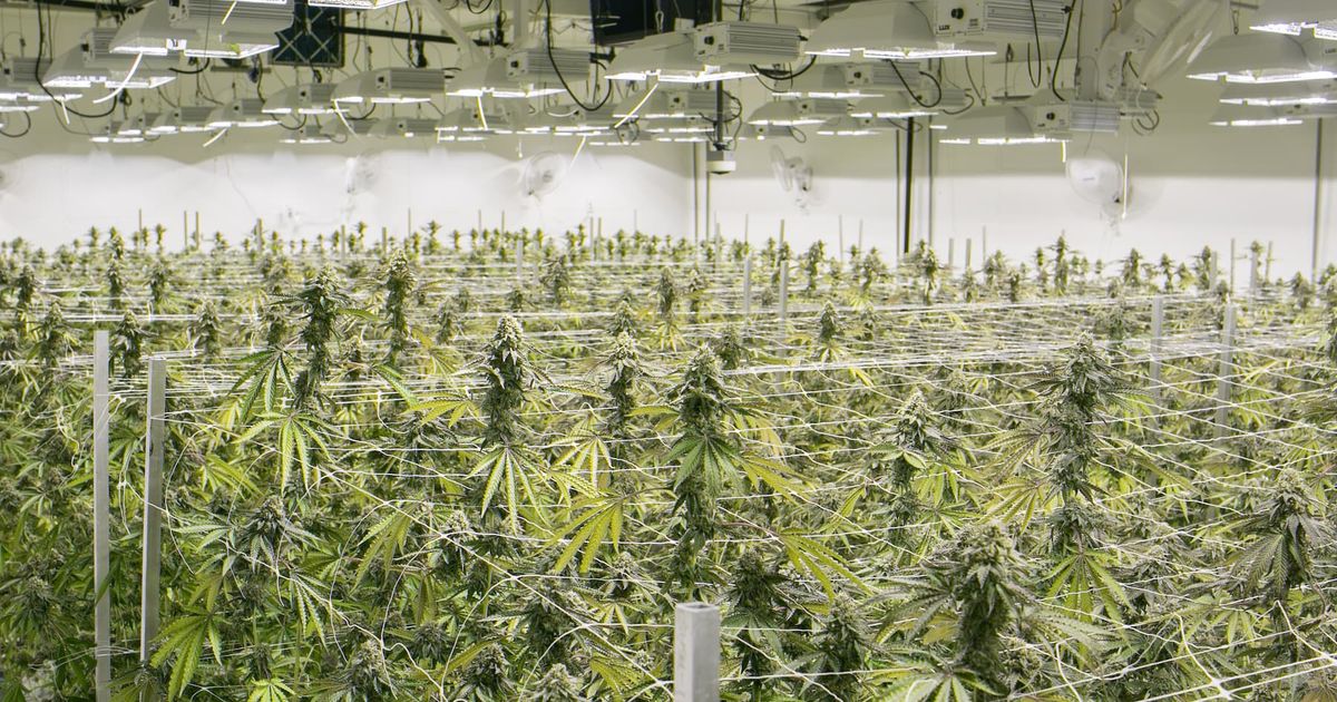 A Look Inside the Alibi Grow Facility - Leaf Nation