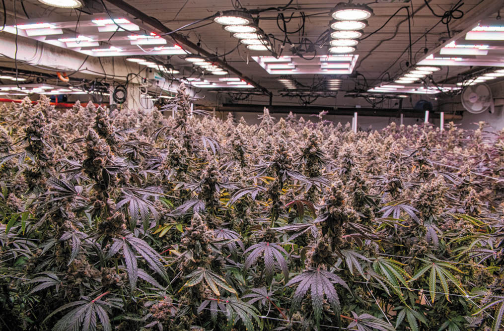 Grow Tour: Sky High Gardens - Leaf Nation