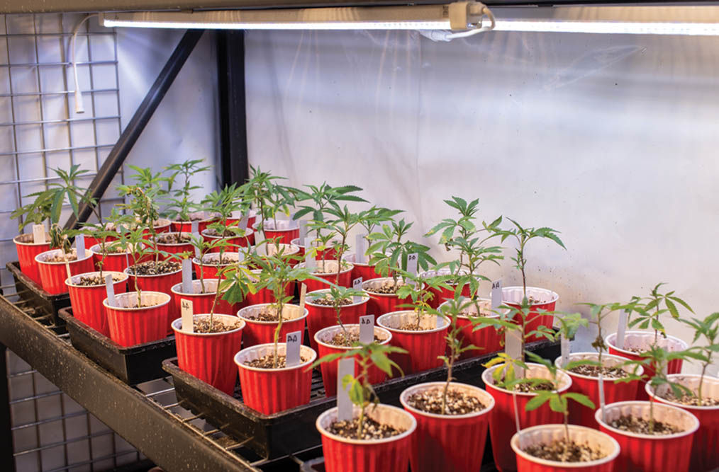 Patient Profile: Jason 'The Captain' Chambers - Leaf Nation