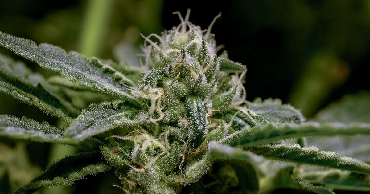 Growing with Precision at Highly Cultivated - Leaf Nation
