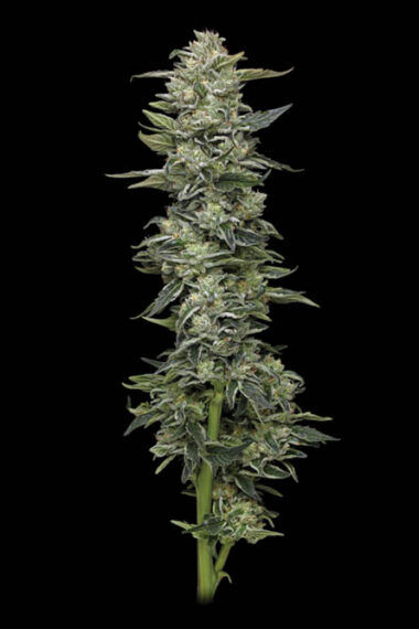 Fire Follower: Top 50 Breeders to Try in 2026 - Leaf Nation