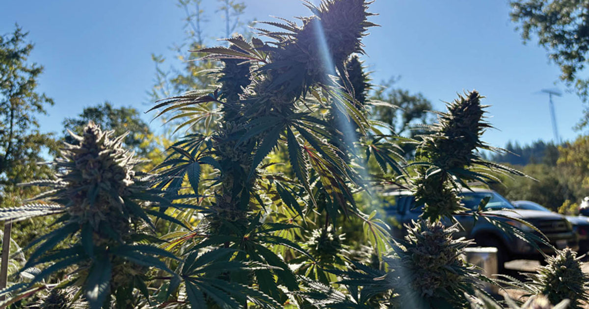 Fire Follower: Top 50 Breeders to Try in 2026 - Leaf Nation