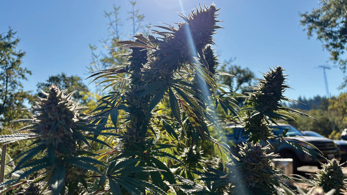 Fire Follower: Top 50 Breeders to Try in 2026 - Leaf Nation