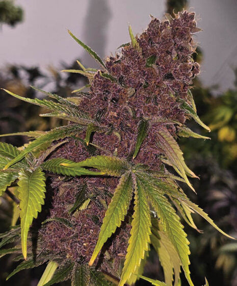 Fire Follower: Top 50 Breeders to Try in 2026 - Leaf Nation