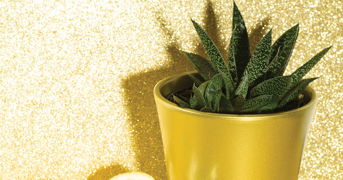 Lemon Agave - Leaf Nation