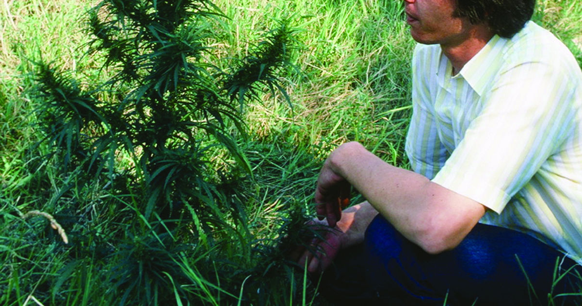 Cannthropology: The Original King of Cannabis - Leaf Nation