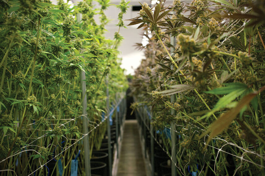 Inside the Oregon Cultivation Facility Kaprikorn - Leaf Nation