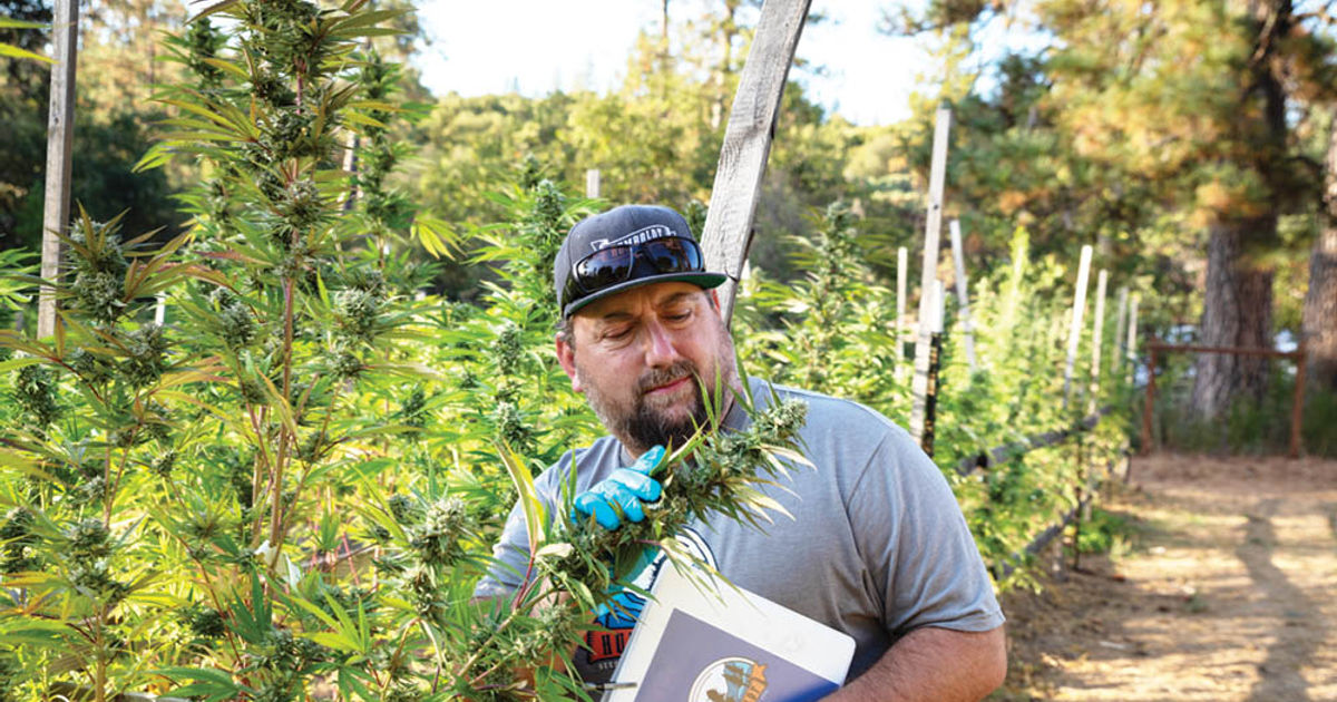 Breeding Brilliance: The World’s Best Cannabis Creators - Leaf Nation