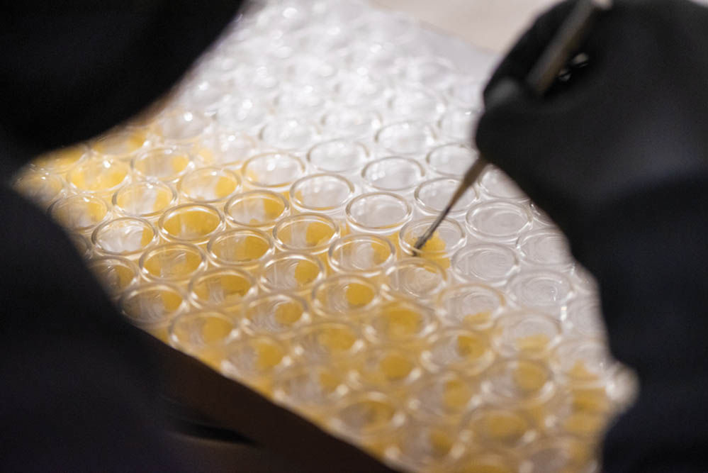 Skunk Processors: A True Craft Cannabis Operation by the Bay - Leaf Nation