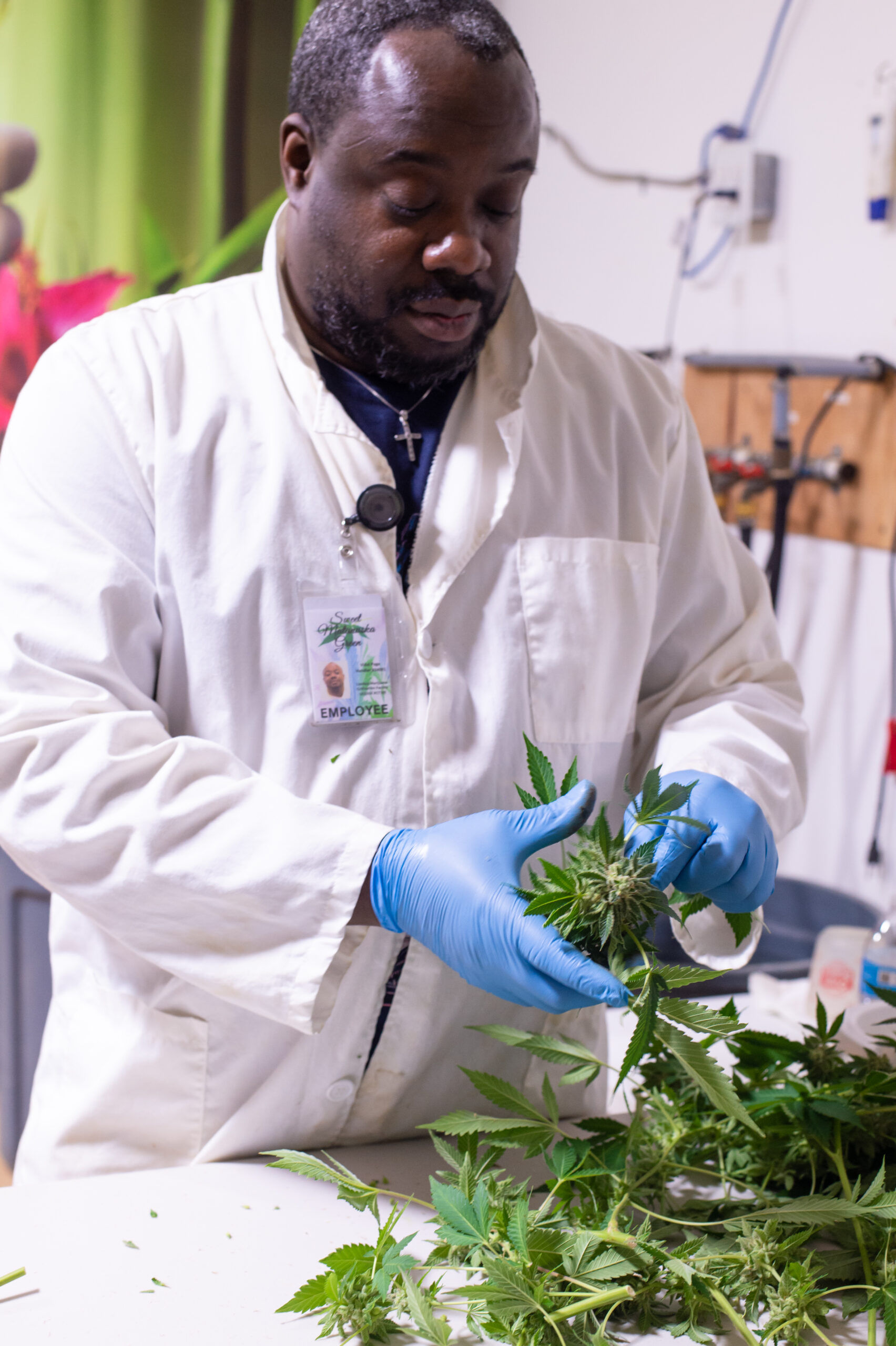 Alaska's Sweet Matanuska Green - Leaf Nation