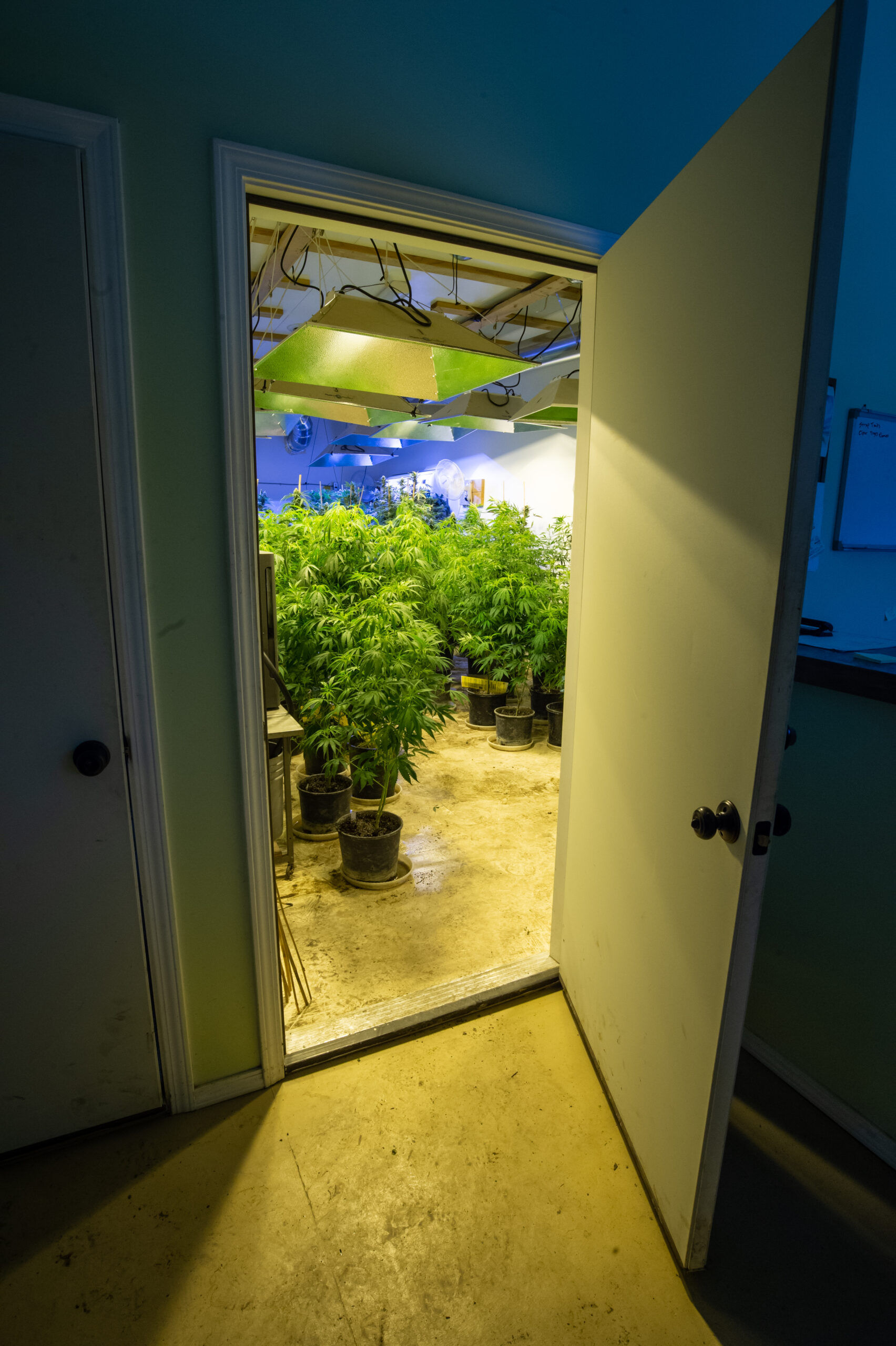 Alaska's Sweet Matanuska Green - Leaf Nation