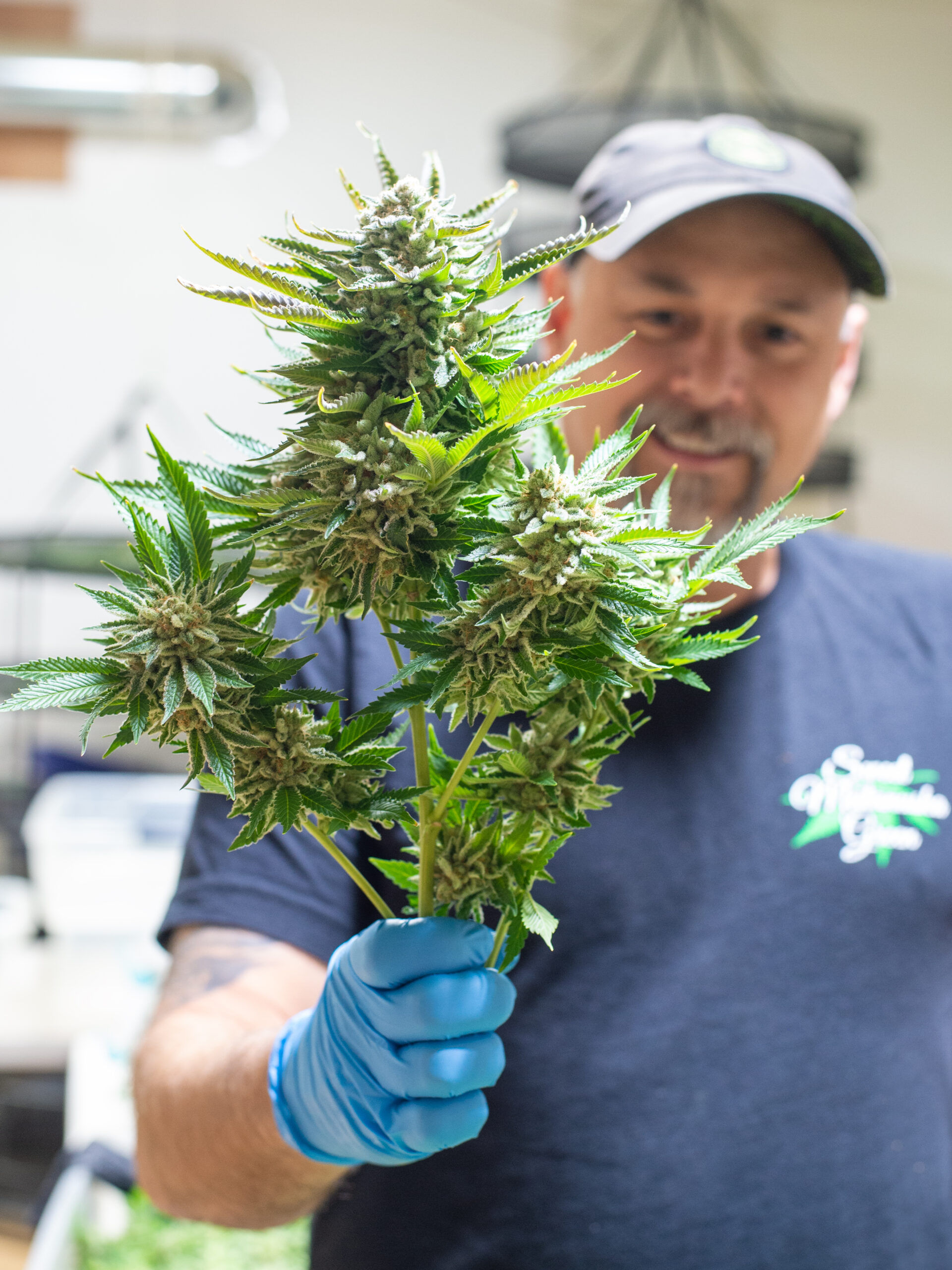 Alaska's Sweet Matanuska Green - Leaf Nation