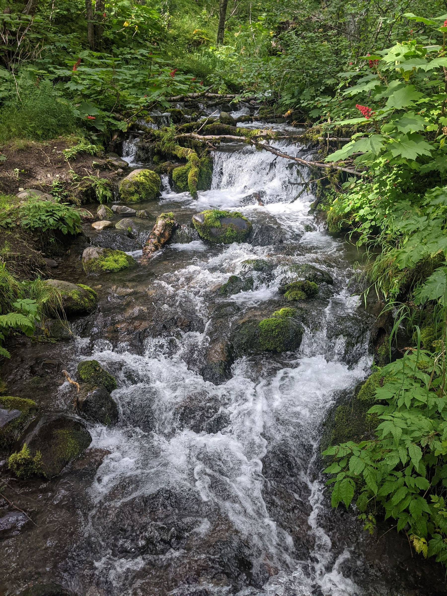 Hiking in High Country - Leaf Nation