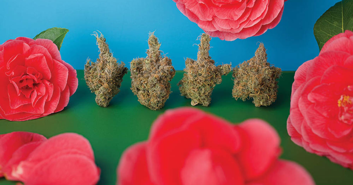 Maui Wowie - Leaf Nation