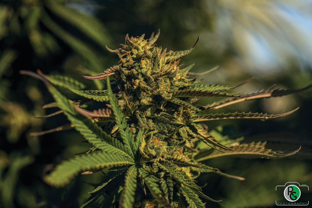 Budtender of the Month: Russ Gress - Leaf Nation