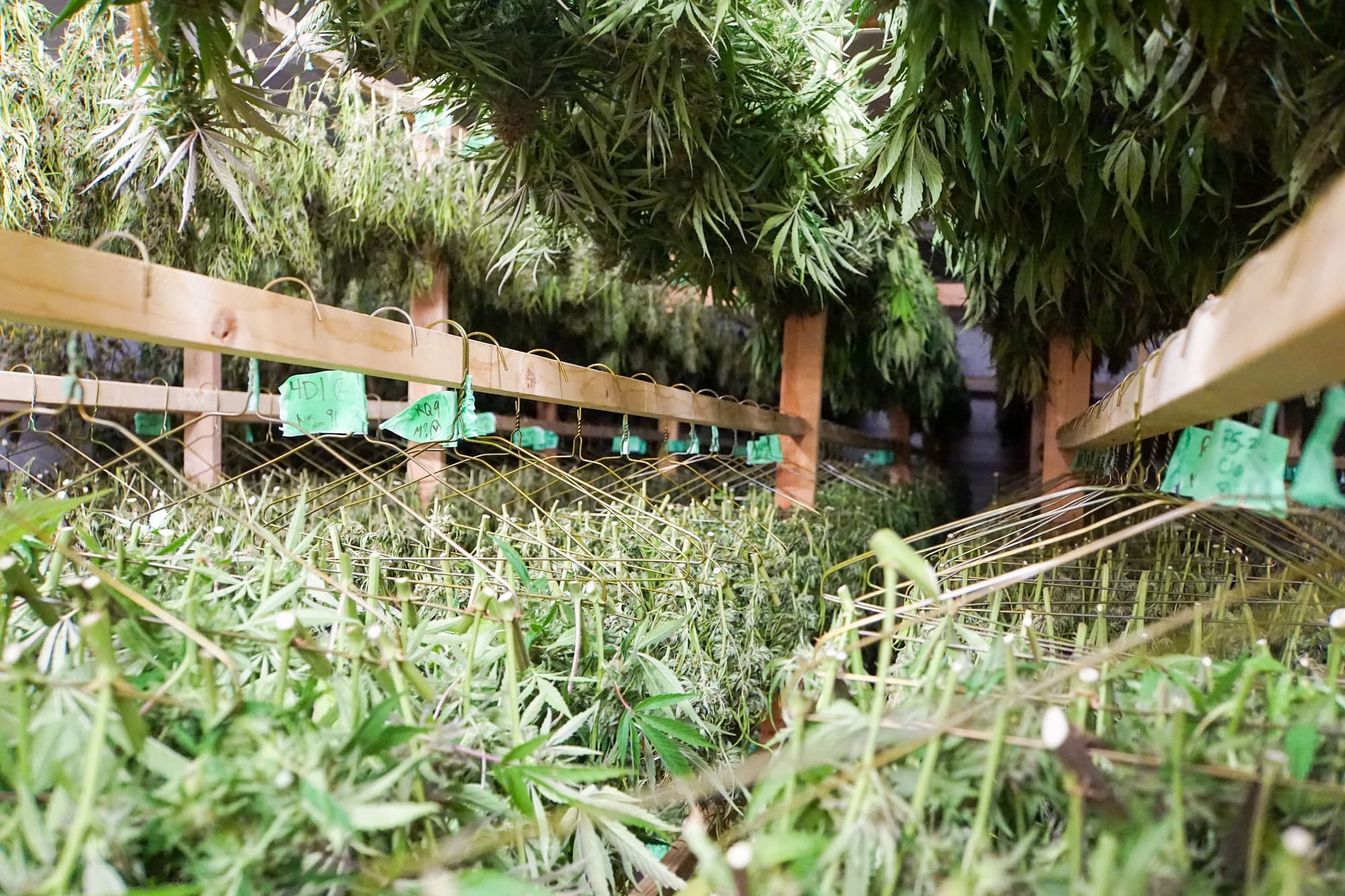 Emerald Spirit Botanicals - Leaf Nation