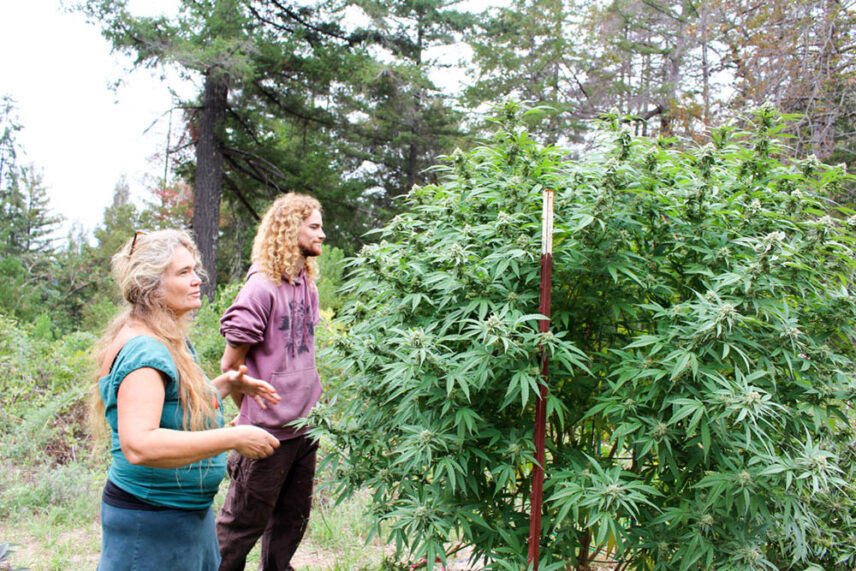 Harvesting in the Age of Adaptation - Leaf Nation