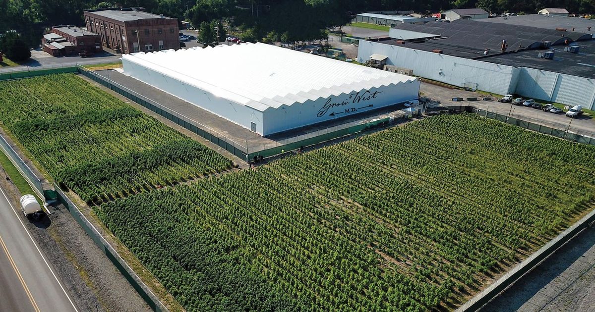 Maryland's Grow West Cannabis Company - Leaf Nation