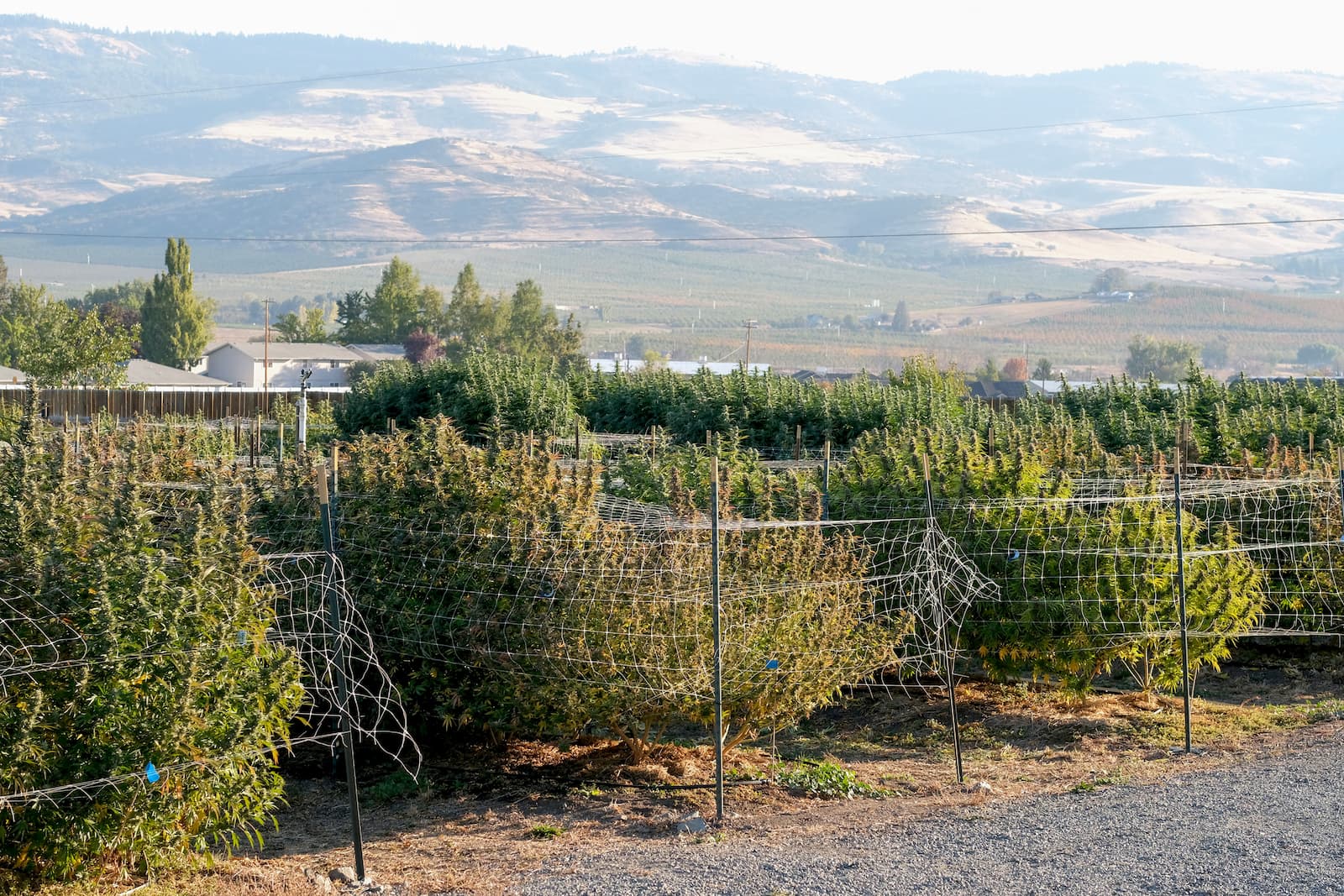 The Leaf Tours Epic Family Farms - Leaf Nation