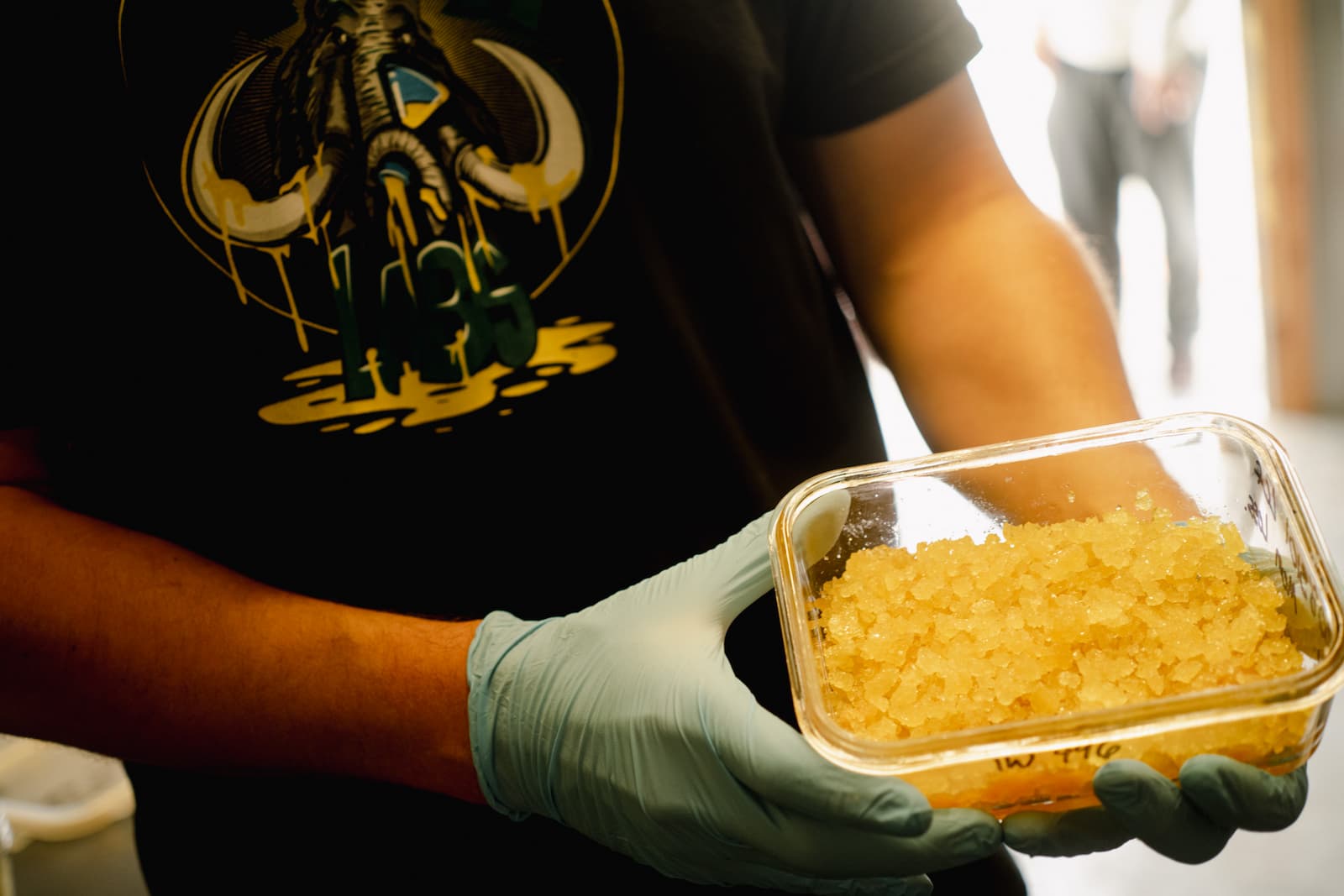 Harvesting at Mammoth Labs - Leaf Nation