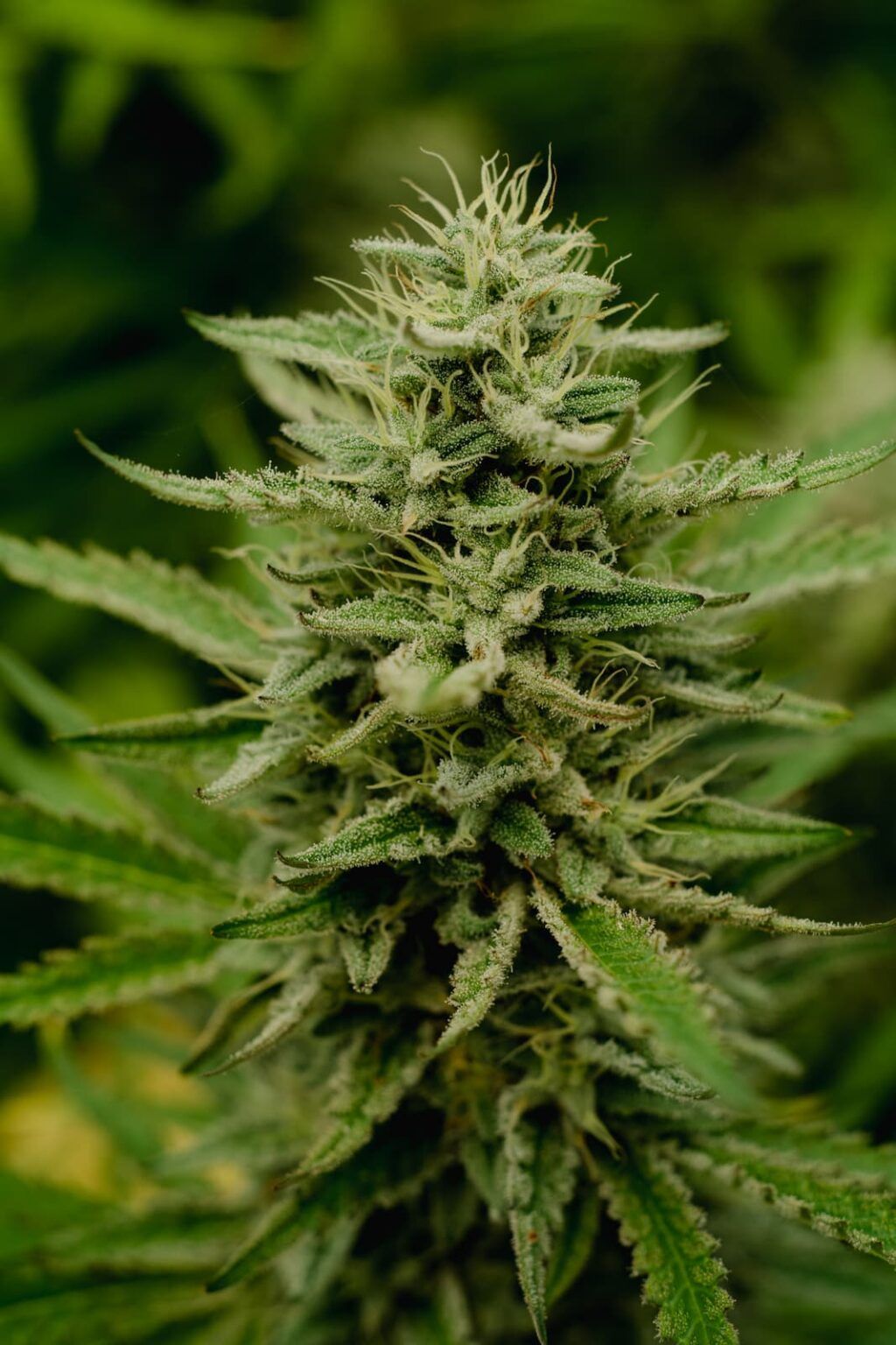 Harvesting at Mammoth Labs - Leaf Nation