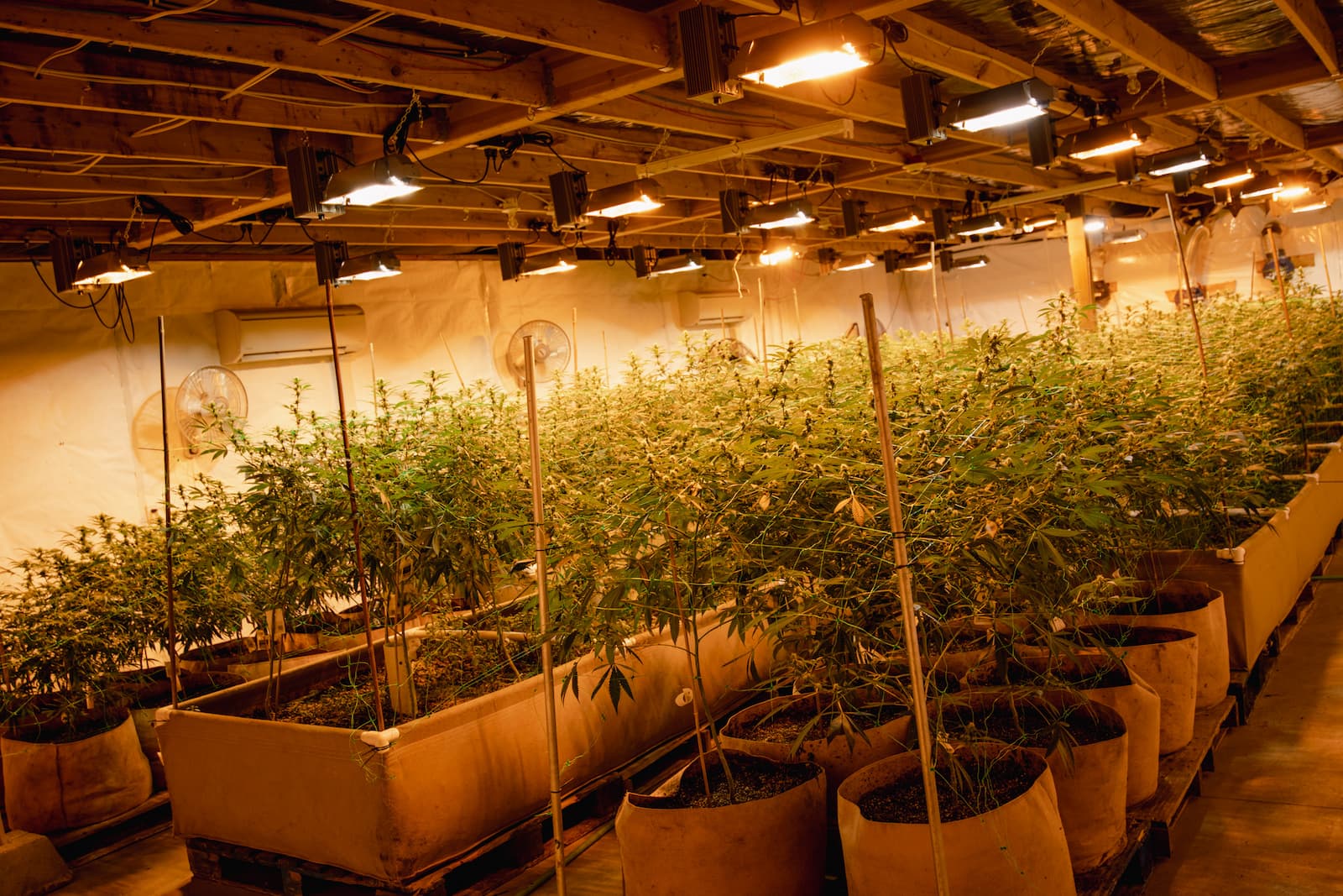 Rooted in Regenerative Agriculture - PNW Roots - Leaf Nation