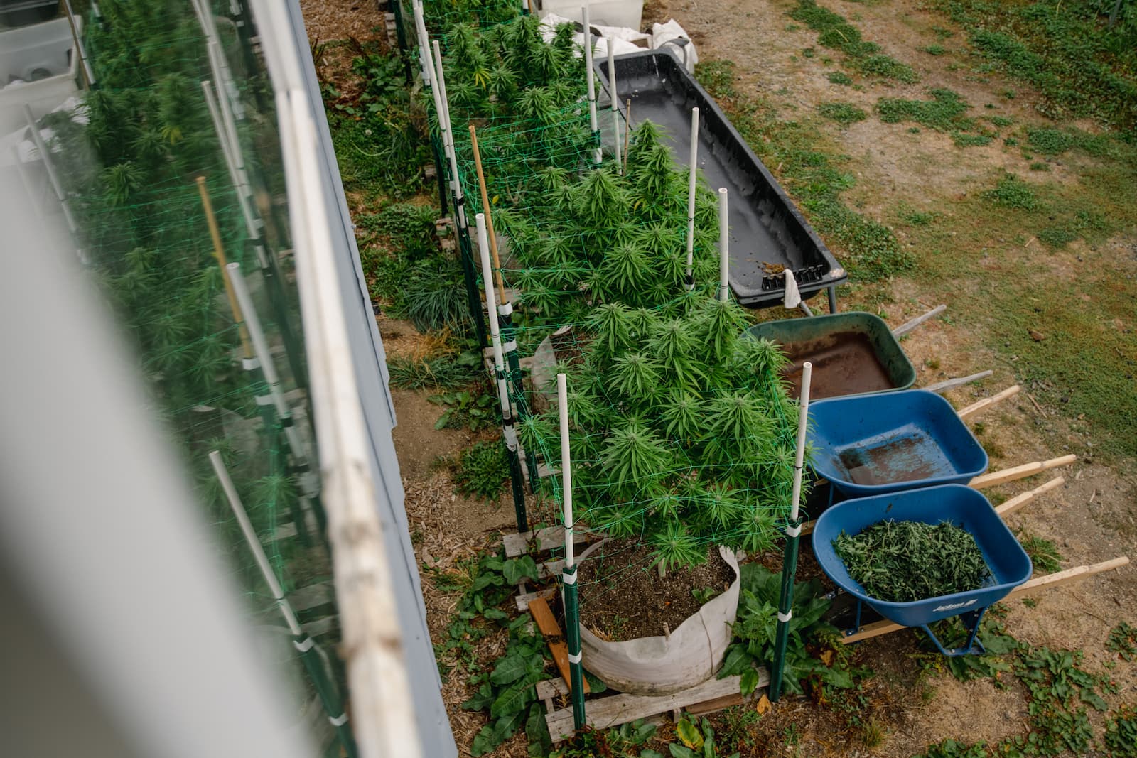 Rooted in Regenerative Agriculture - PNW Roots - Leaf Nation