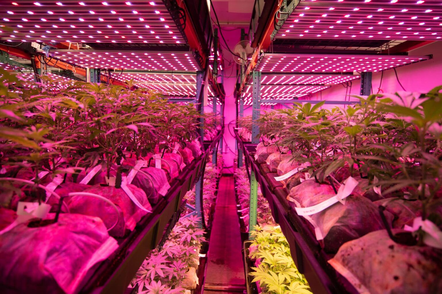 Weathering the Seasons of Change in Cannabis - Leaf Nation