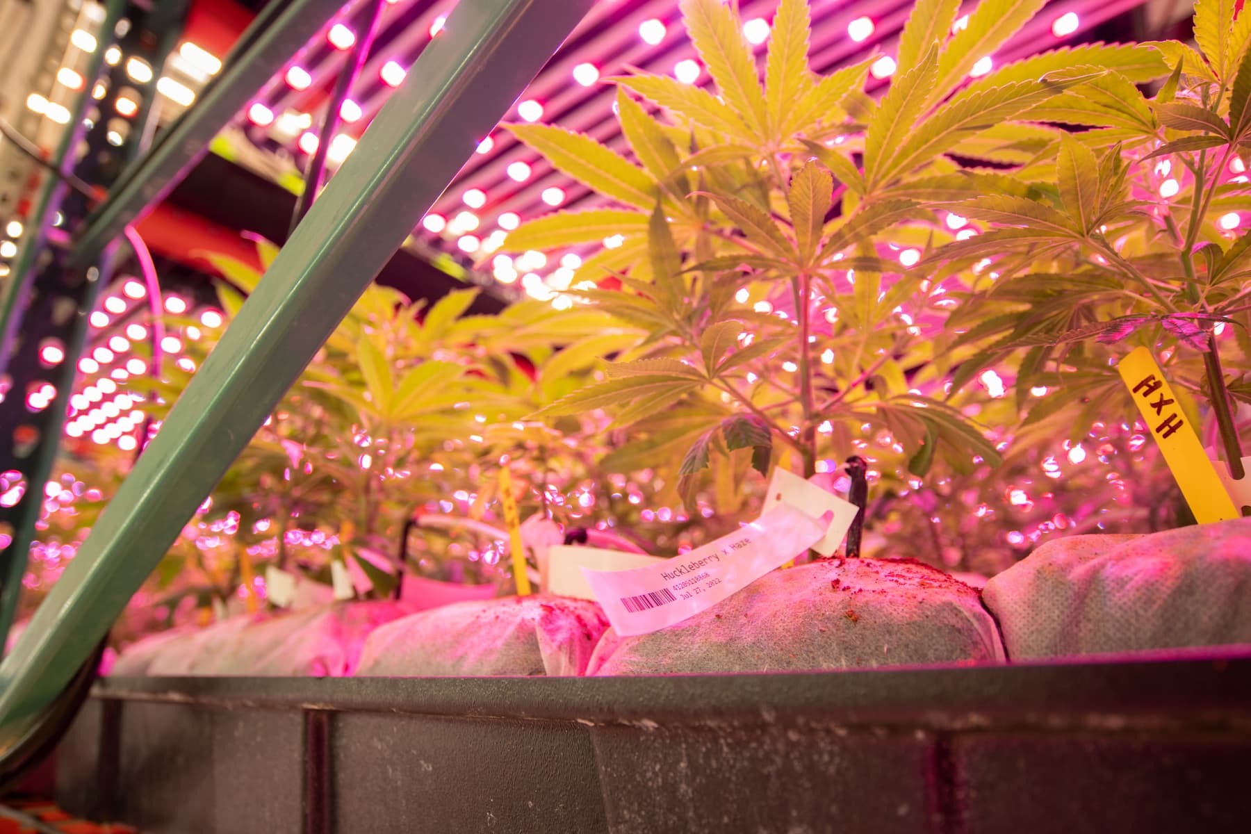 Weathering the Seasons of Change in Cannabis - Leaf Nation