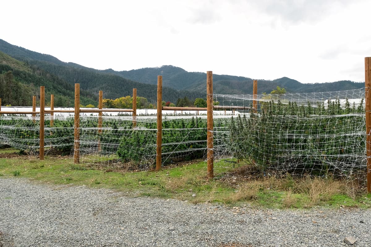 Craft Cannabis at Benson Arbor - Leaf Nation