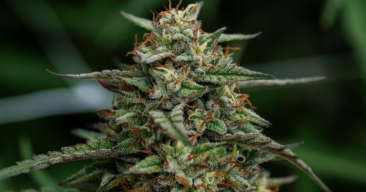 Craft Cannabis at Benson Arbor - Leaf Nation