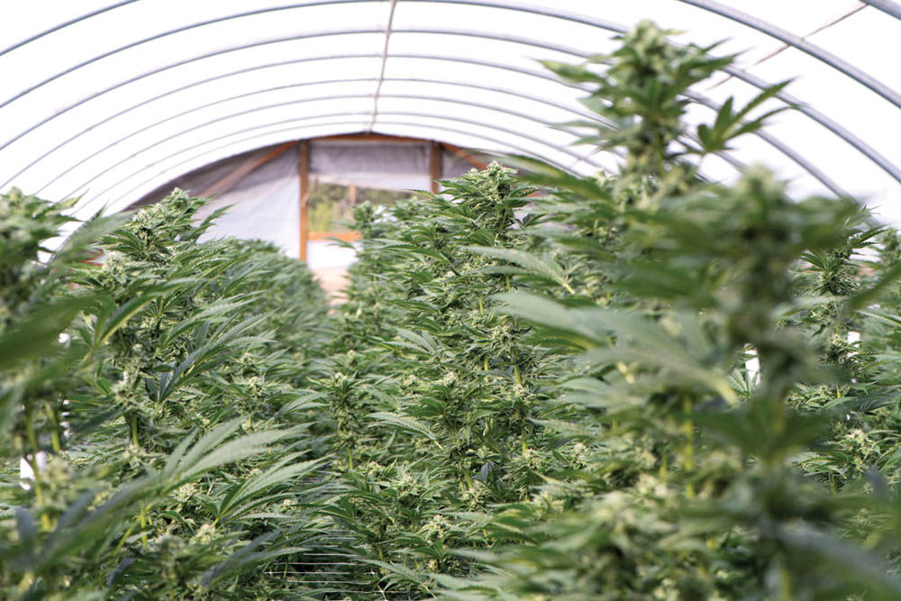 Harvest Special 2024: Xotic Flavorz - Leaf Nation