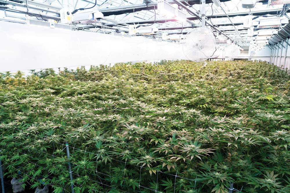 Harvest Special 2024: Picnic Cannabis - Leaf Nation