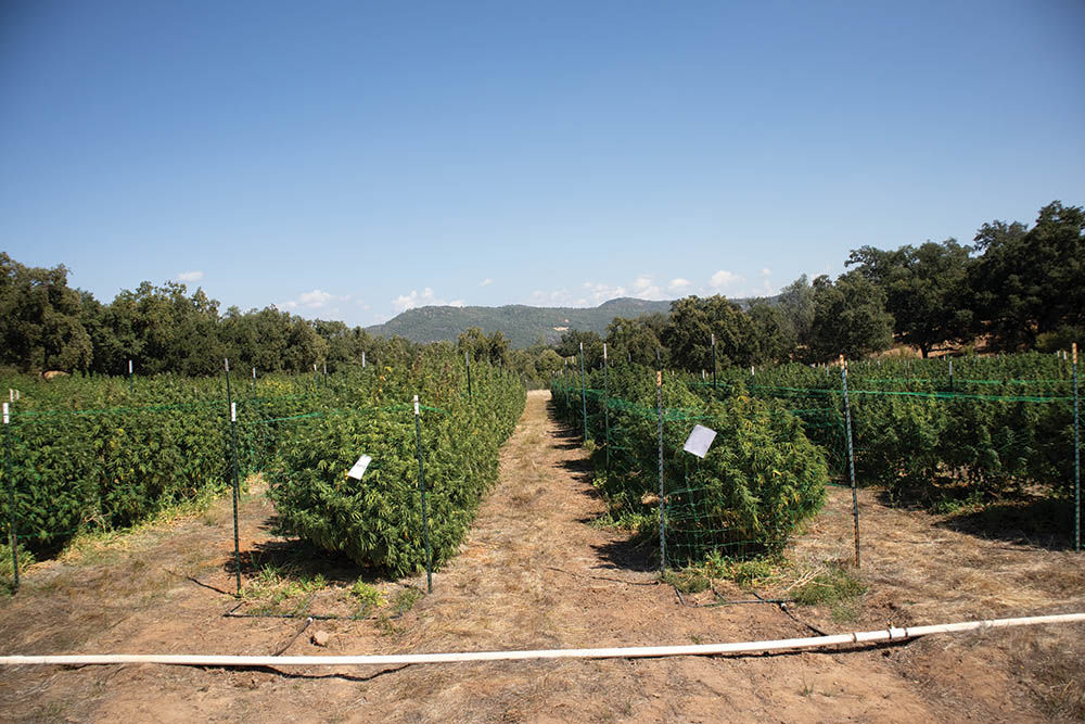 Harvest Special: Wild Leaf Farms - Leaf Nation