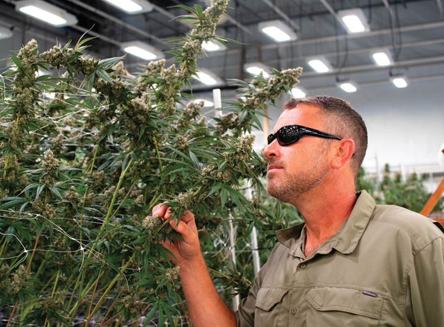 Harvest Special 2024: Free Rain Farms - Leaf Nation