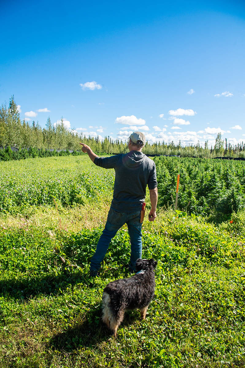 Alaska's Sungrown Cannabis - Leaf Nation