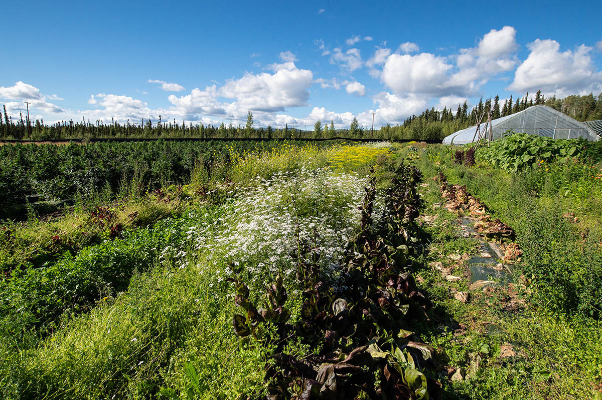 Alaska's Sungrown Cannabis - Leaf Nation