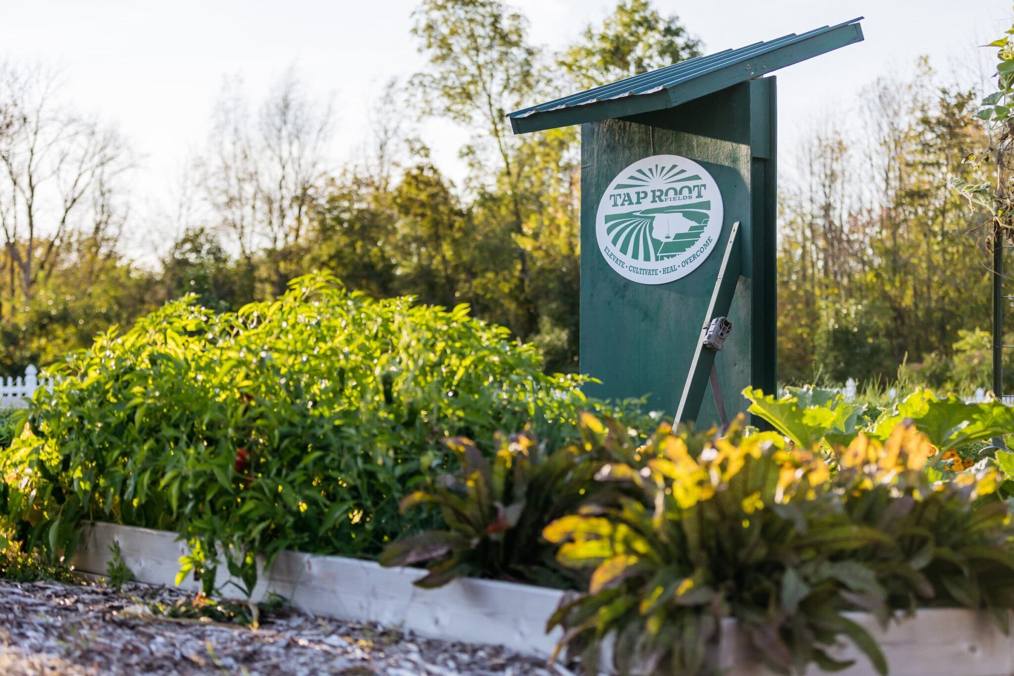 Harvesting at New York's Tap Root Fields - Leaf Nation