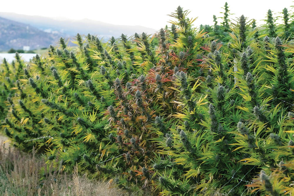 Harvest Special 2024: Dirty Arm Farm - Leaf Nation