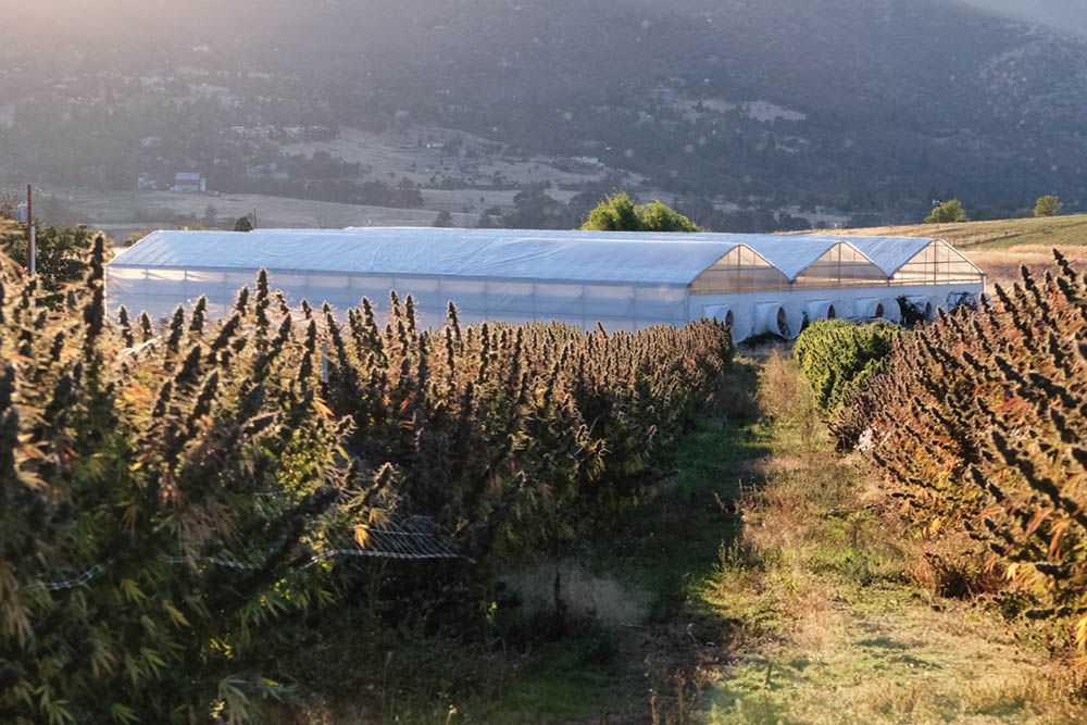 Harvest Special 2024: Dirty Arm Farm - Leaf Nation