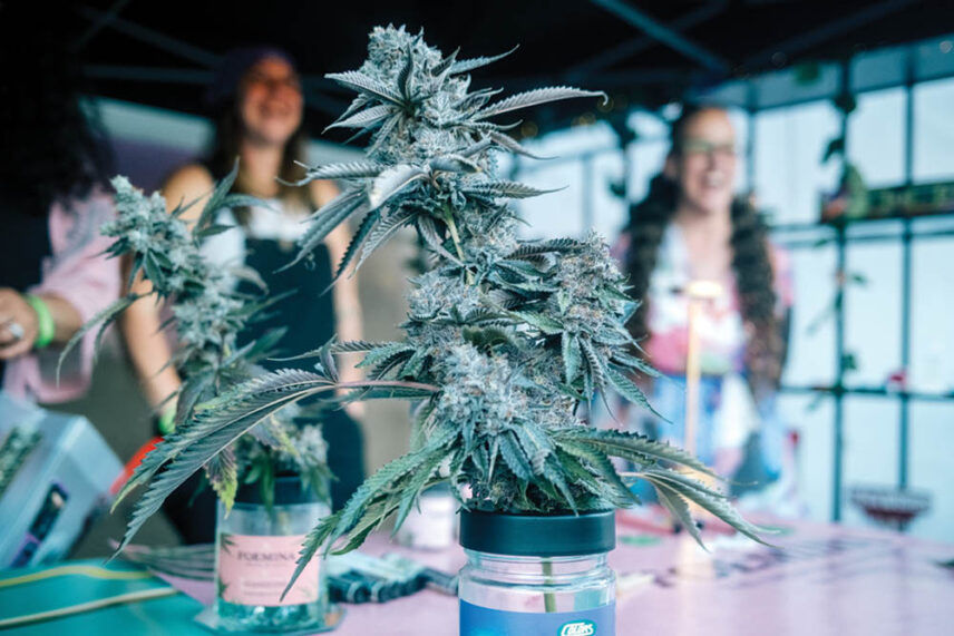 Celebrating Tannins and Terpenes with Northwest Leaf - Leaf Nation
