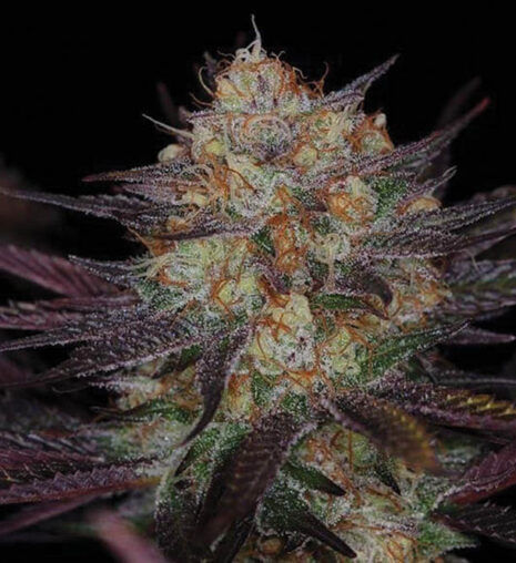 Fire Follower: Classic Subcool Sativas - Leaf Nation